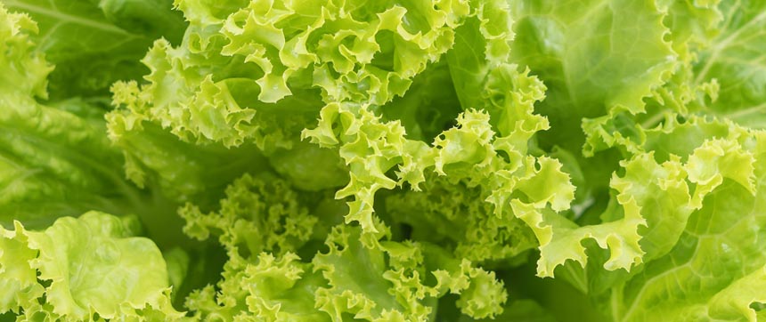 Os Benefícios do Alface e Seu Cultivo - Sabores Vegano